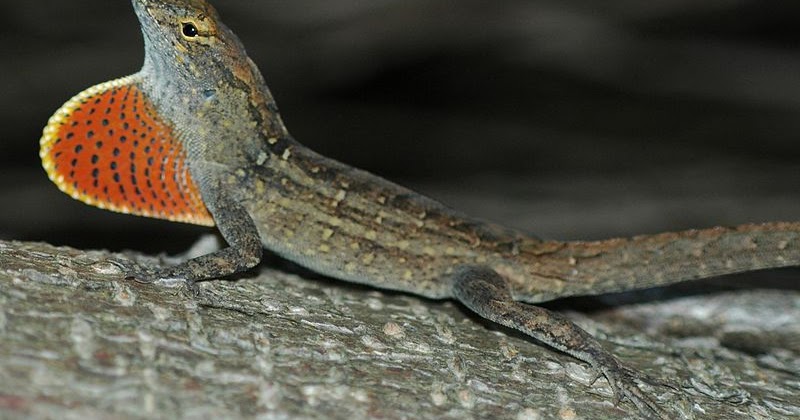 Catalogue of Organisms: Anole, Anole, Anole, Anole