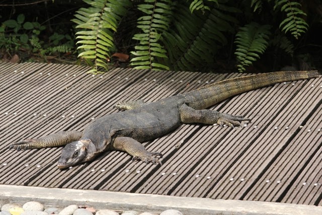 viajando: Water monitor lizards