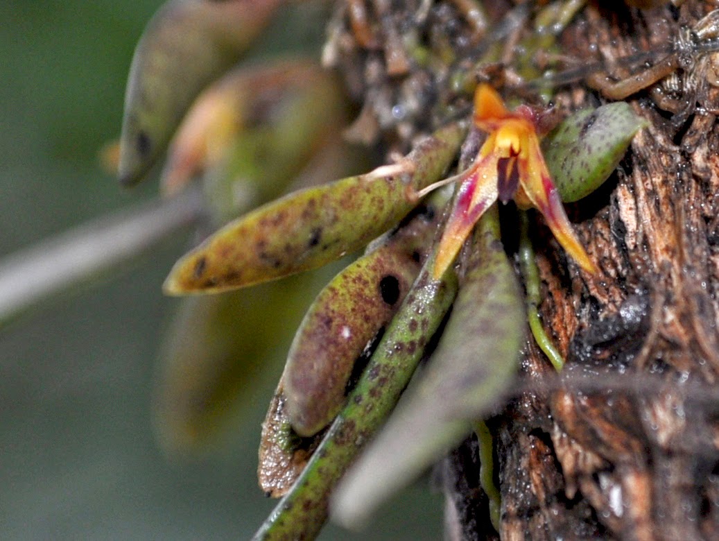 FLORA DE MISIONES Argentina: Anathallis imbricata (Barb. Rodr.) F ...