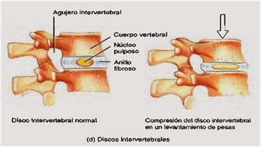 Cráneo y raquis: 2.2.- Artrología