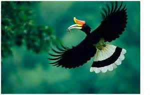 TOPI JERAMI: FILOSOFI BURUNG ENGGANG (Dayaknesia/ Dayaknese)