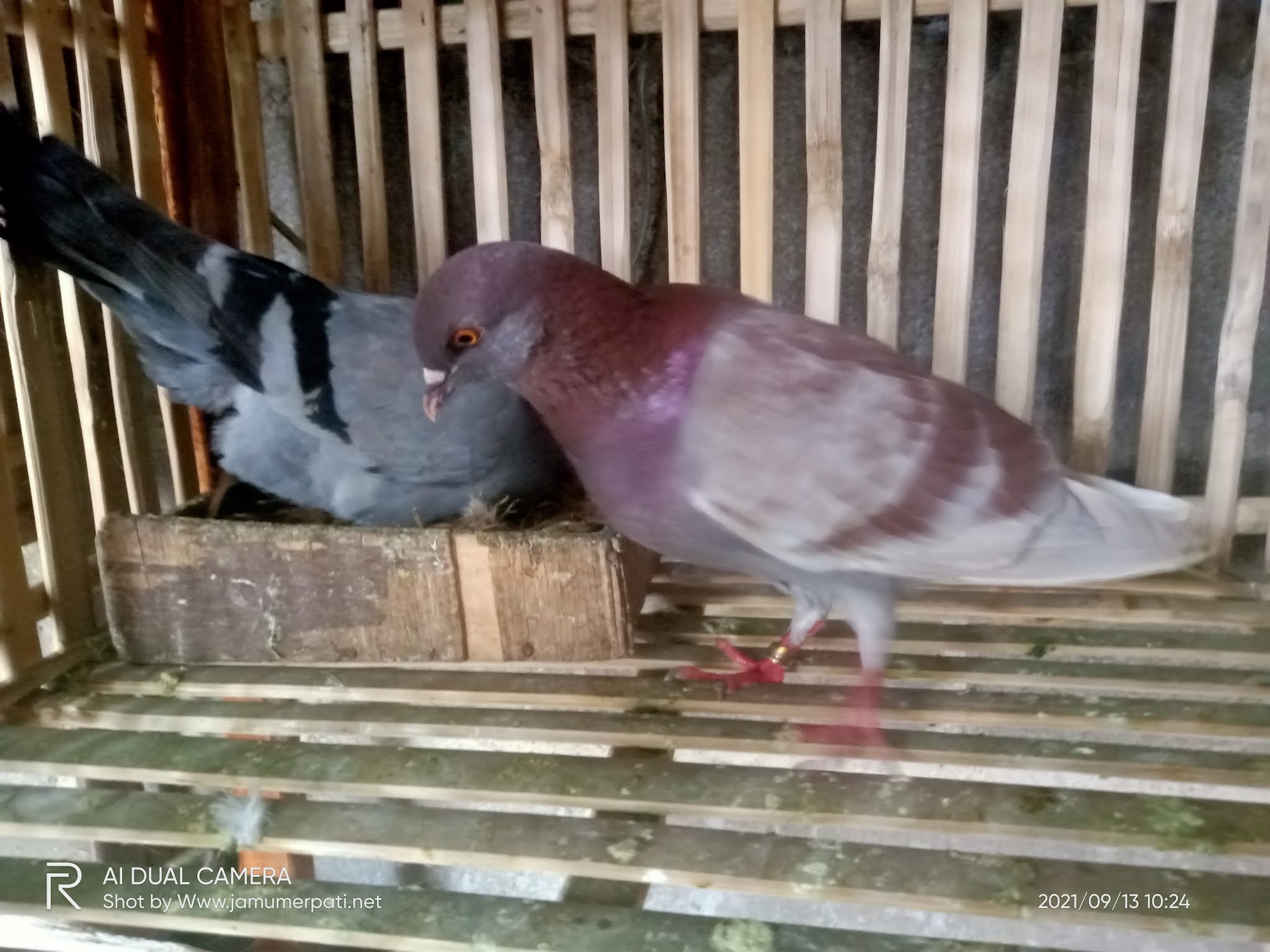 Merpati kolong, Merpati Tinggian, Merpati Tomprang, Merpati Kentong