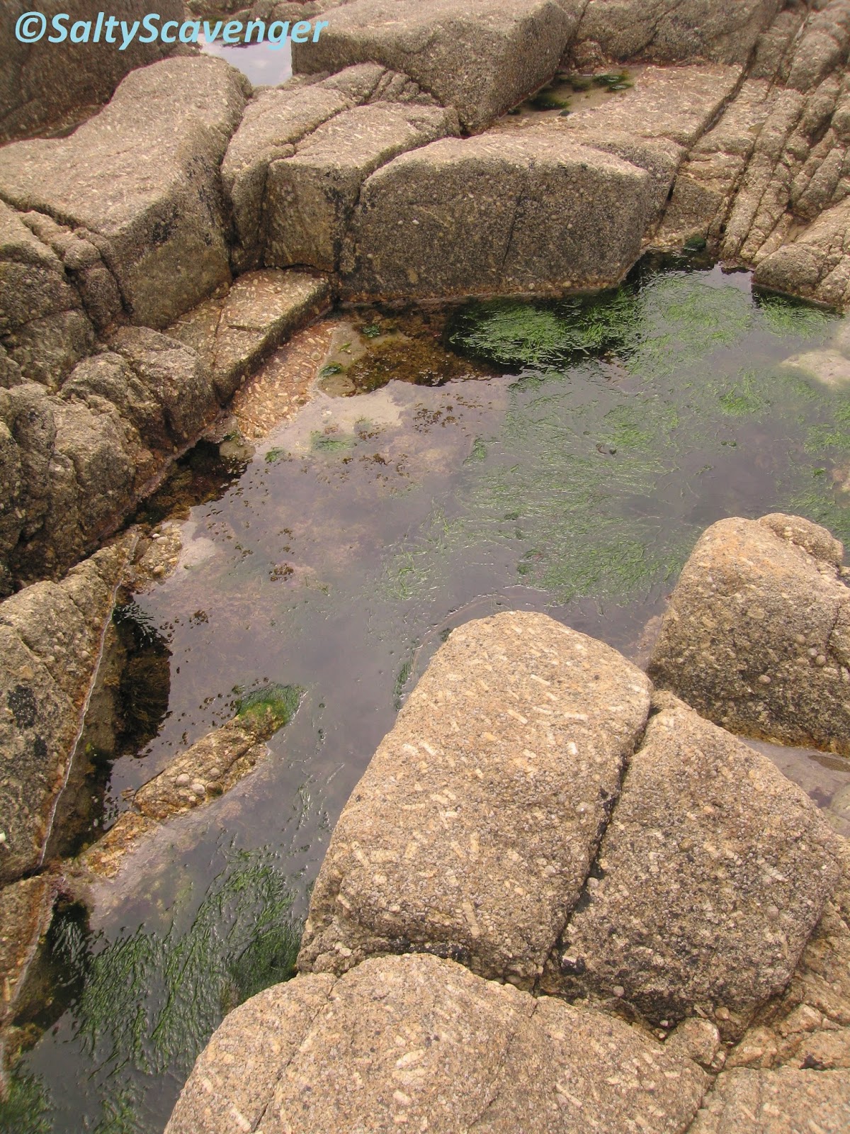 Rock Pooling: Rockpooling destination: Revisit West Penwith, June 2016