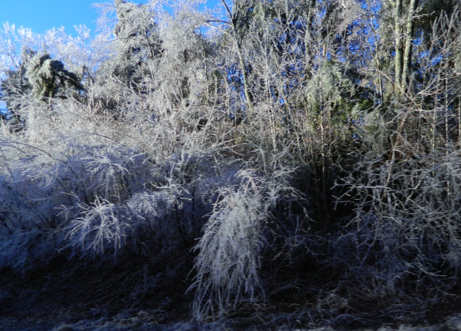 Lise's Log Cabin Life: Glistening, Glittering Tree Ice