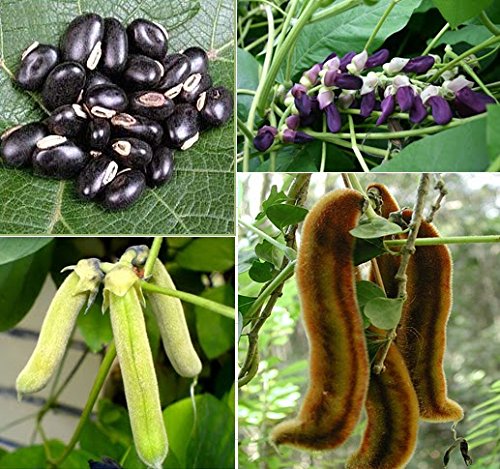 Asucre Velvet Beans ~ Mucuna Pruriens ~ Poonaikali
