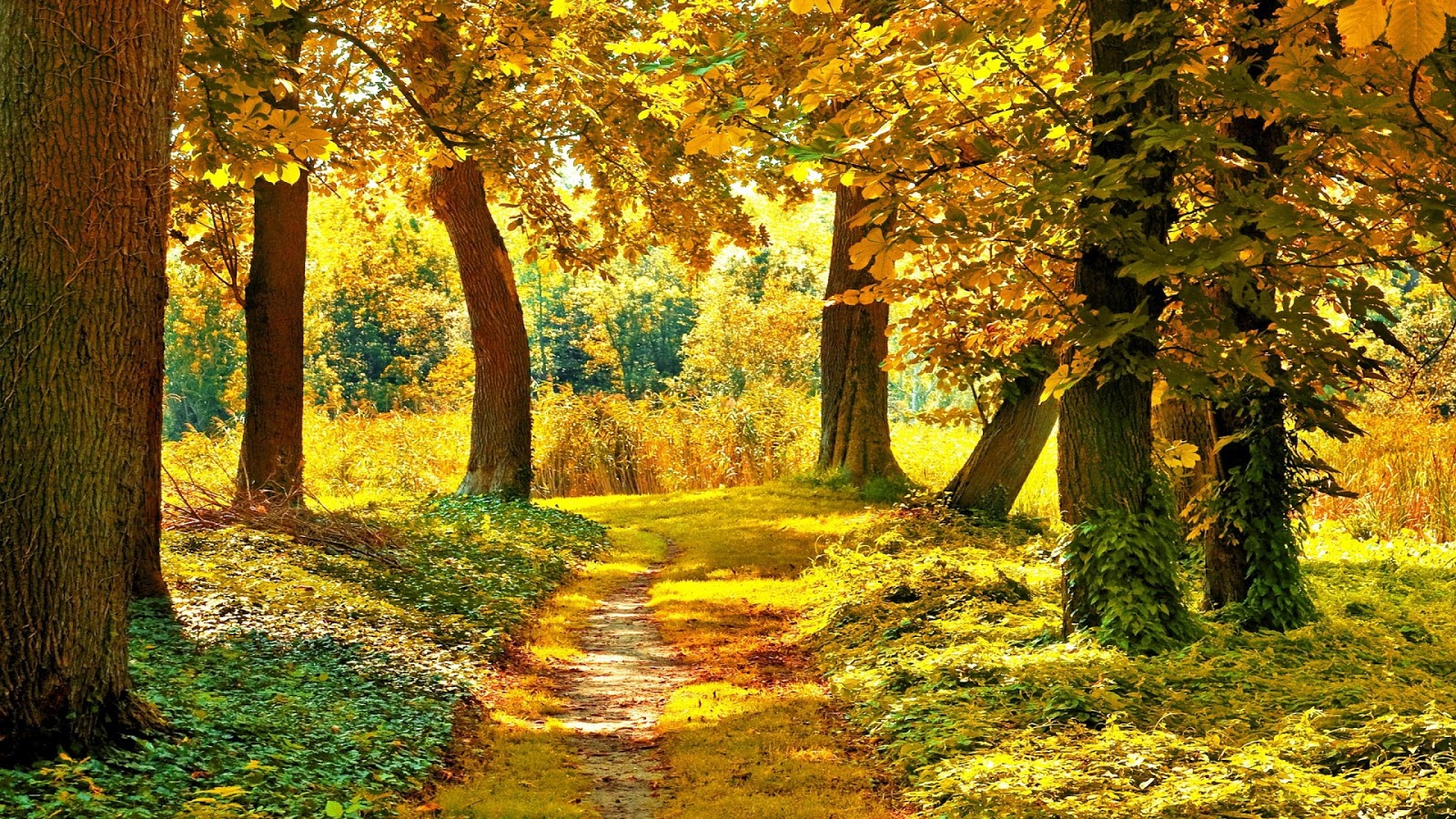 Landscape Autumn - Mystery Wallpaper