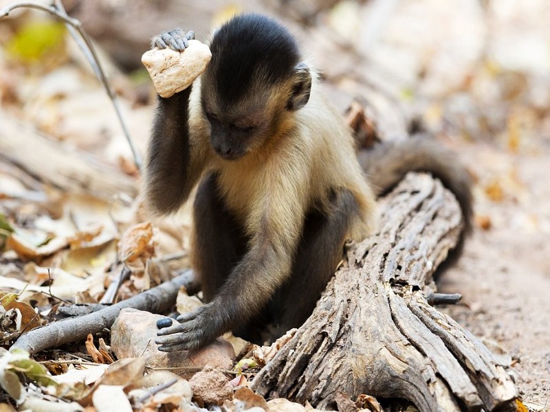 Deconstructing Time: The Importance of Processes in the Paleolithic Era