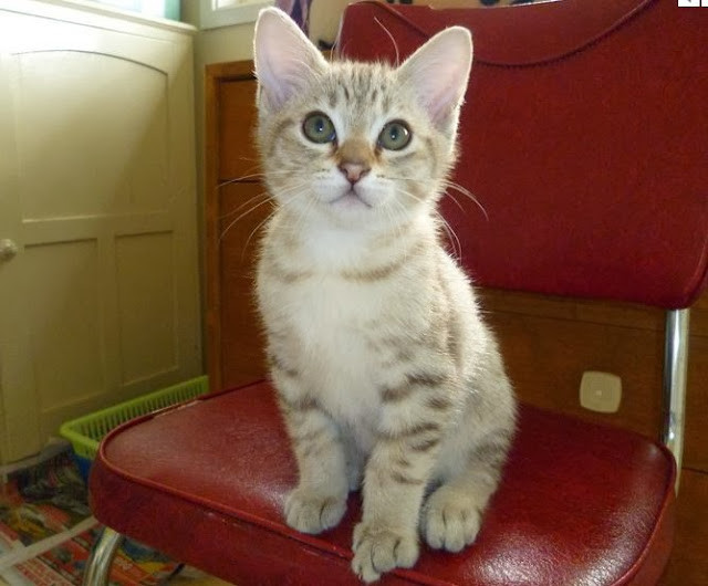 Australian Mist Cat | Cute Cats