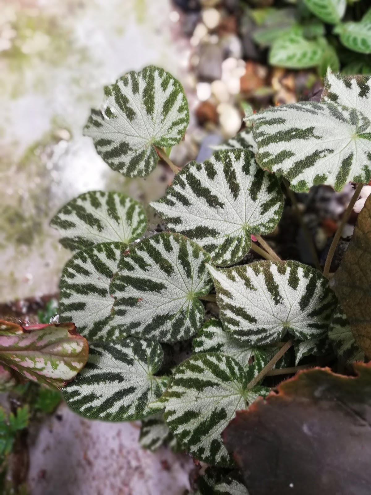 Garden Chronicles of James David: Begonia - Silver Jewel