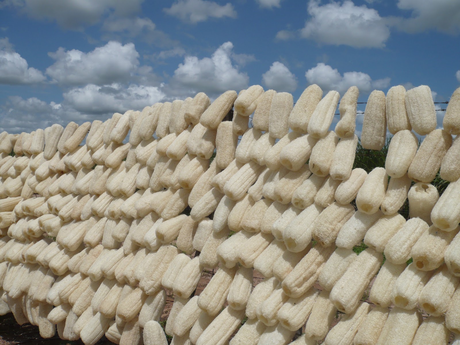 BUCHA VEGETAL TURIUBA: BUCHA VEGETAL (ALTA QUALIDADE)