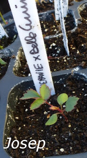 Cómo germinar semillas de rosa