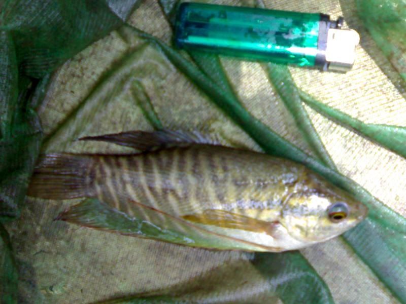 Panduan Lengkap Budidaya Ikan Sepat Siam (Trichogaster Pectoralis ...