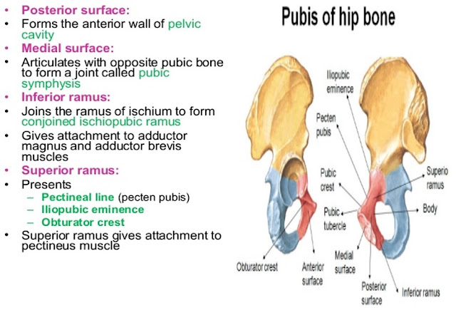 HIP BONE Coxal Bone / Innominate Bone