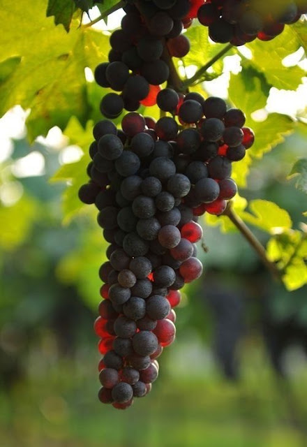 Uva | Fruto da Videira (Vitis sp.)