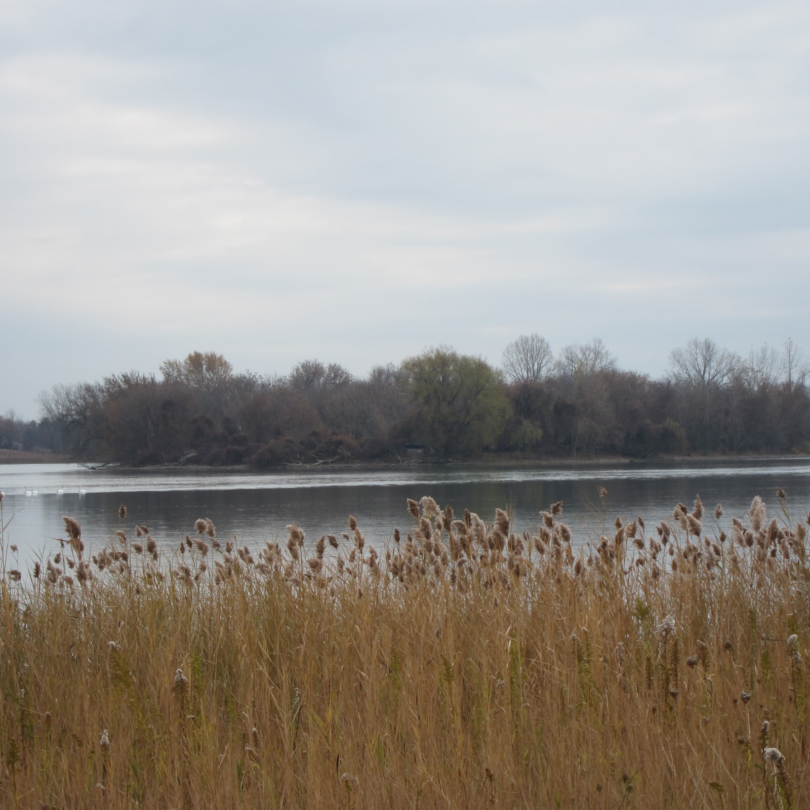 3A Class Blog: Fighting Island