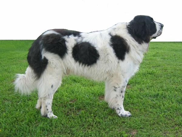 Razas de Perros en Venezuela | actualidad-24.com