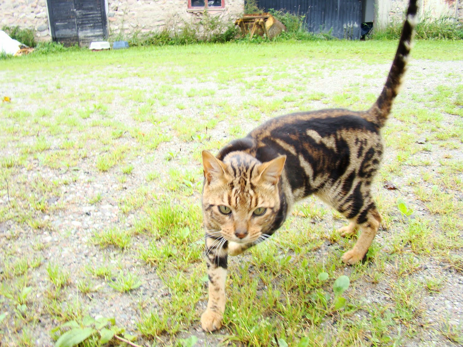 Bengalbloggen: Vi har några underbara vuxna bengaler som vi söker nya ...