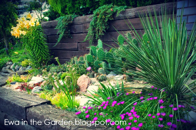 Ewa in the Garden: 8 photos of impossible cactus gardening outdoor in ...
