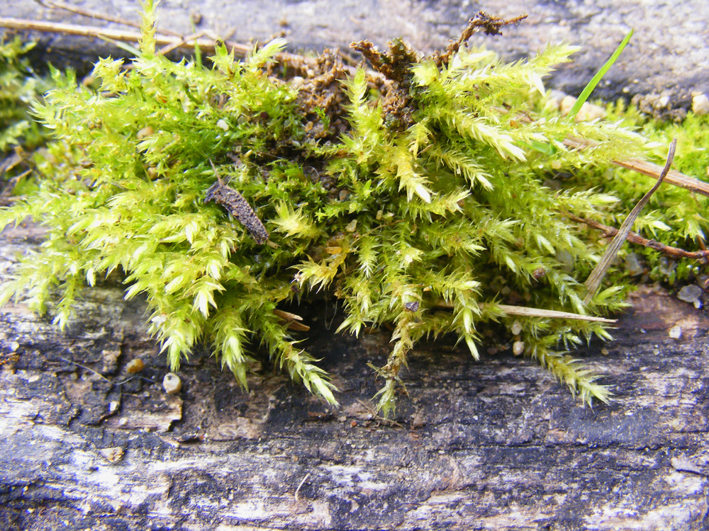 Loire Valley Nature: Rough-stalked Feather-moss Brachythecium rutabulum