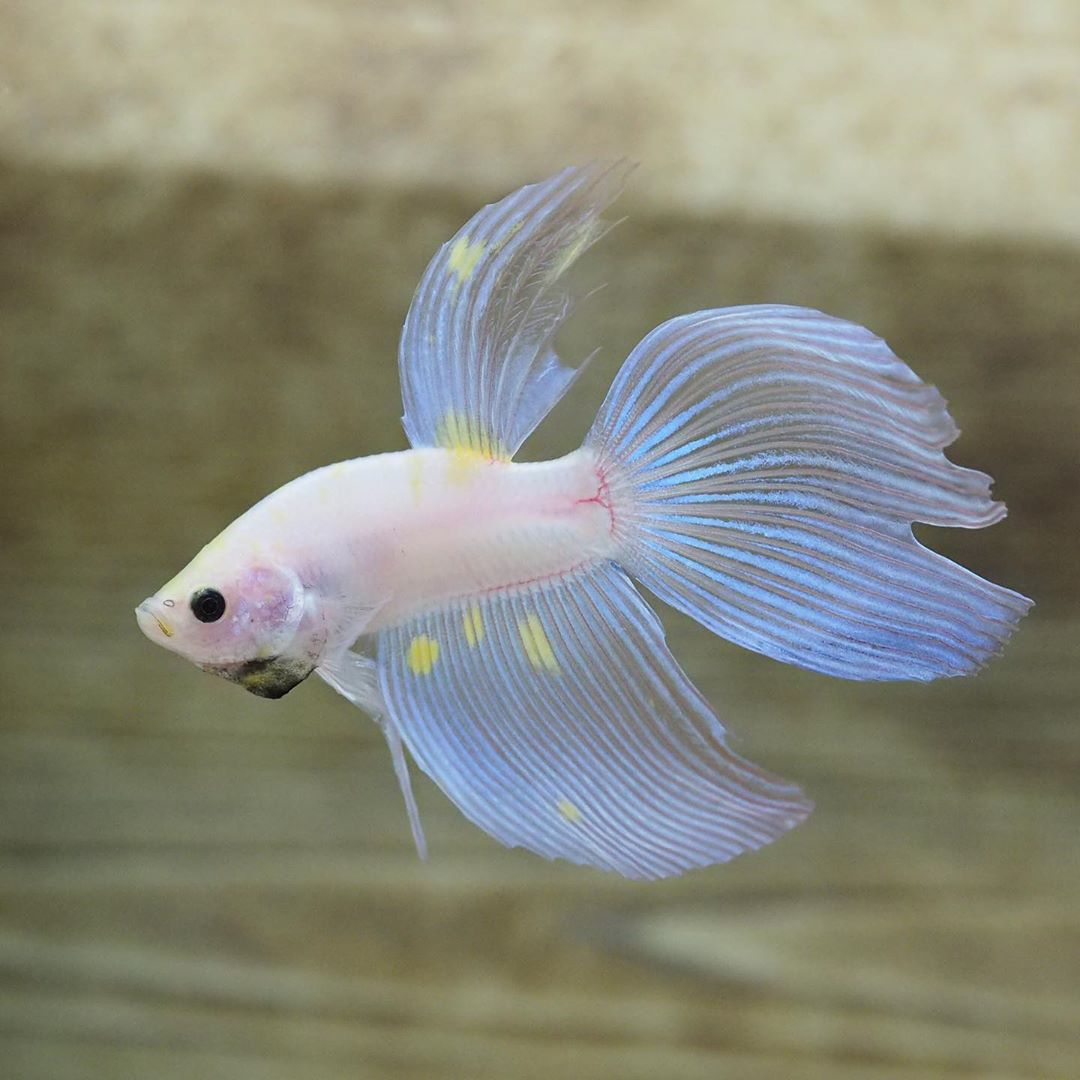 Very Nice Translucent Spade Tail Betta Fish With Yellow Spot On His Fins