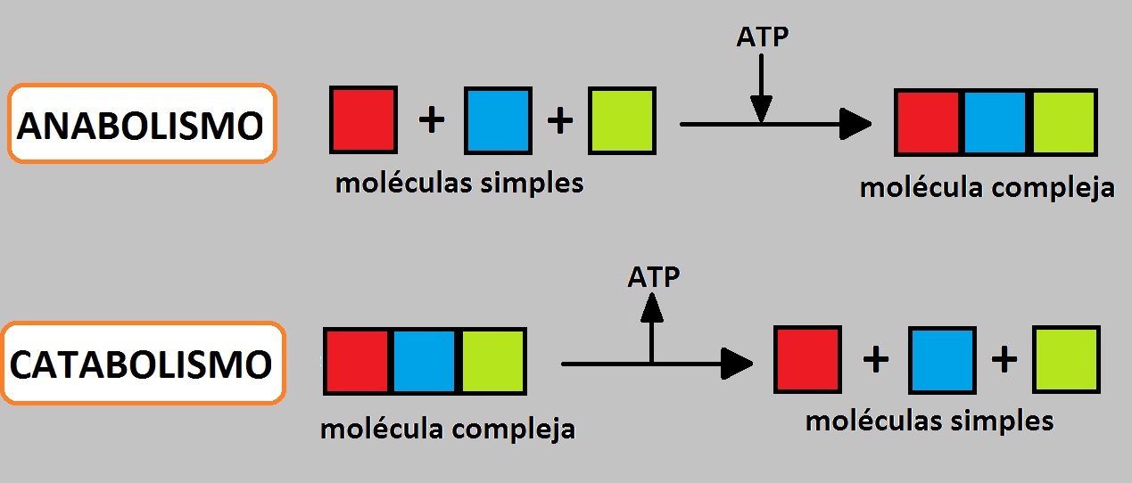 Anabolismo y catabolismo - Culturismo total