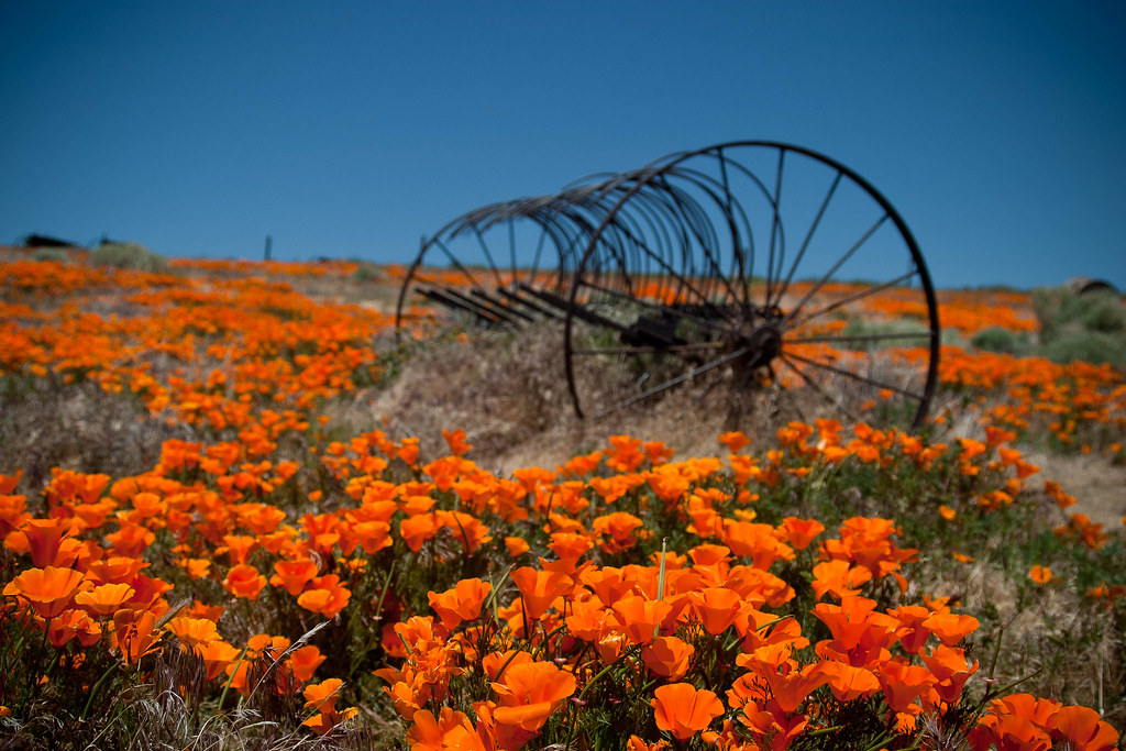 CALIFORNIA POPPY photos - wallpapers (ανανεωμένο) | the fun bank