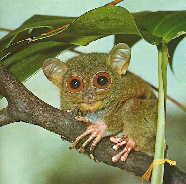 Amazing Tarsier : World's Smallest Primate - Tarsier Facts, Photos ...