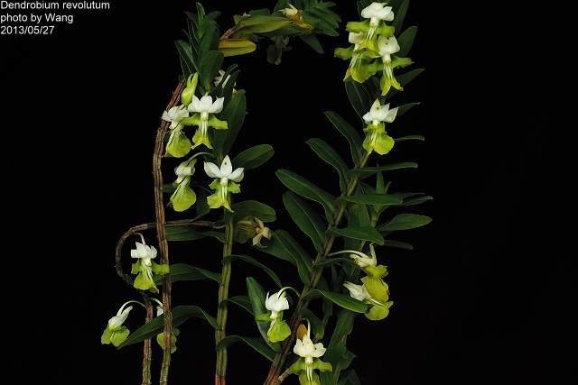 Dendrobium revolutum care and culture | Travaldo's blog