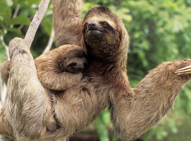 Two Toed Sloth | The Life of Animals