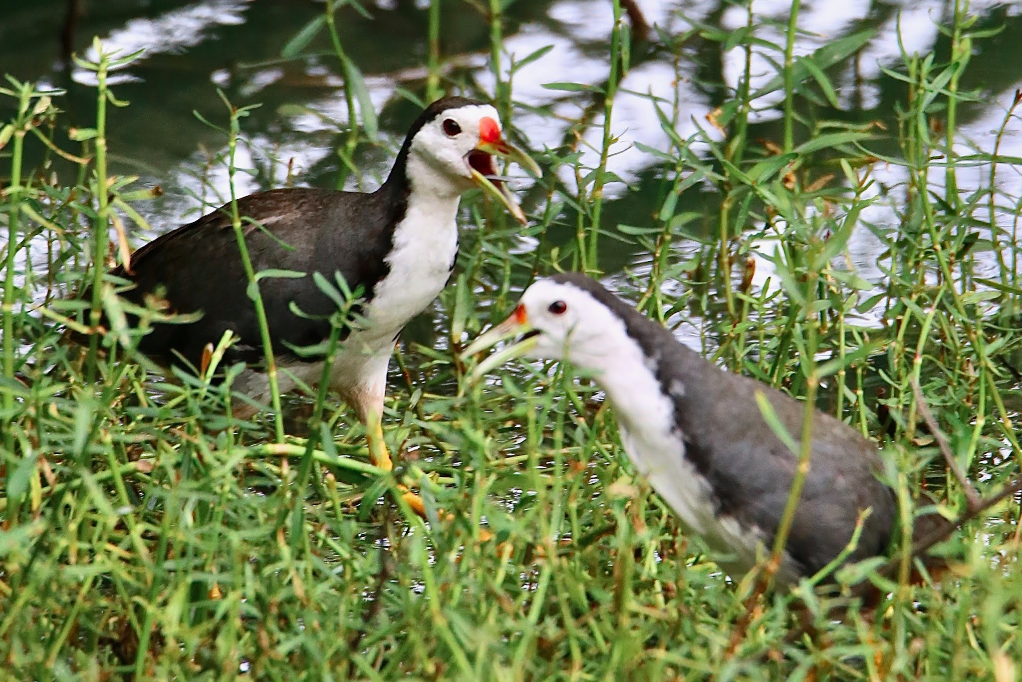 The Bold White Breasted Waterhen