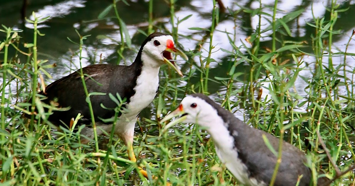 The Bold White Breasted Waterhen