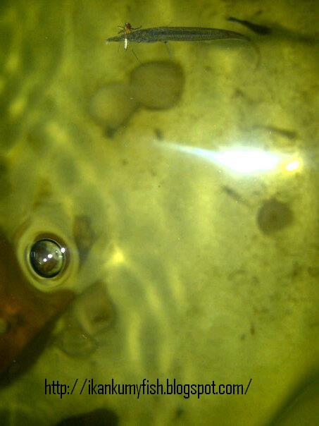 IKANKU MY_FISH: Cucut Air Tawar (Freshwater Baby Swordfish)