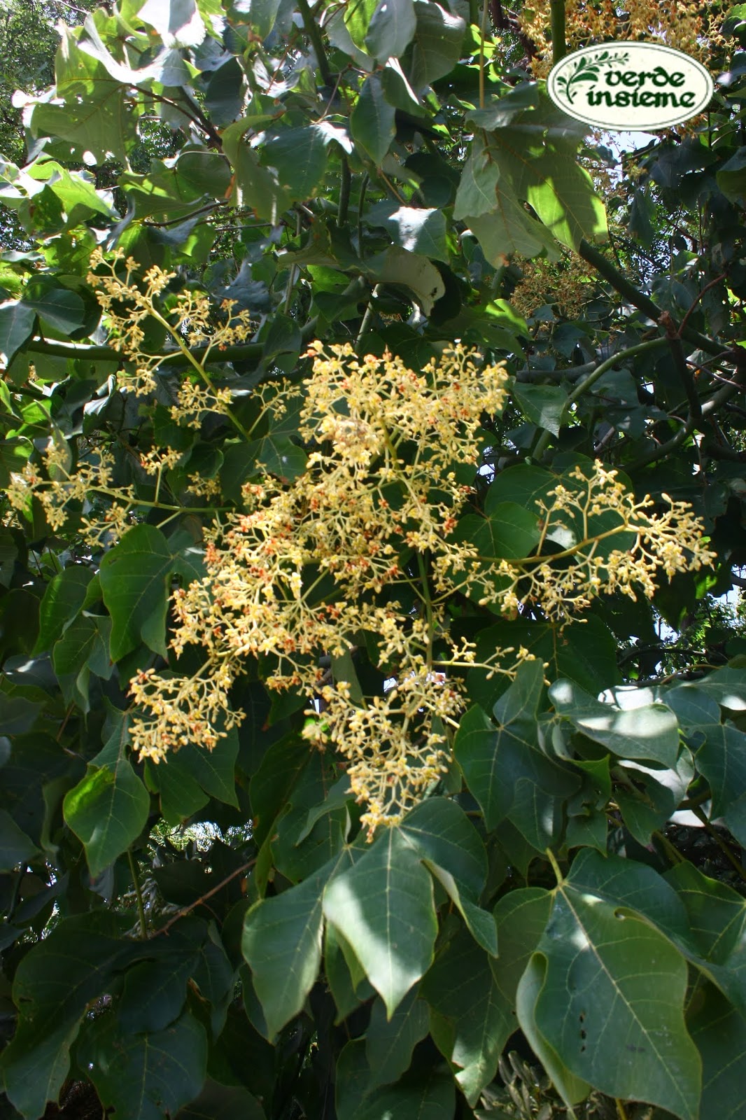Firmiana simplex, un albero poco usuale