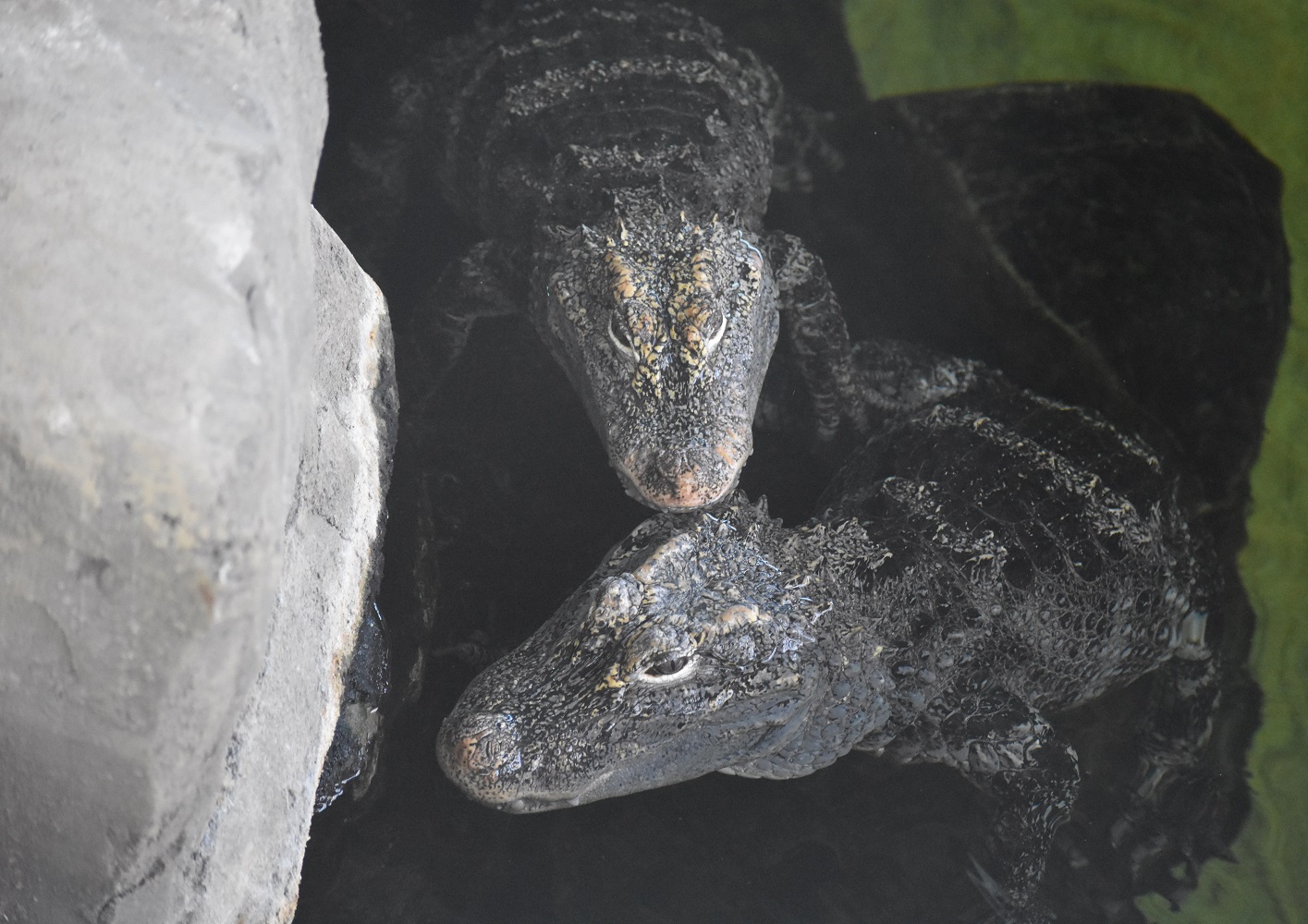 ZOOTOGRAFIANDO (6.100 ANIMALS): ALIGATOR CHINO / CHINESE ALLIGATOR ...