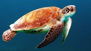 All you want to know about the ' no fishing zone alert app ' in Odisha.