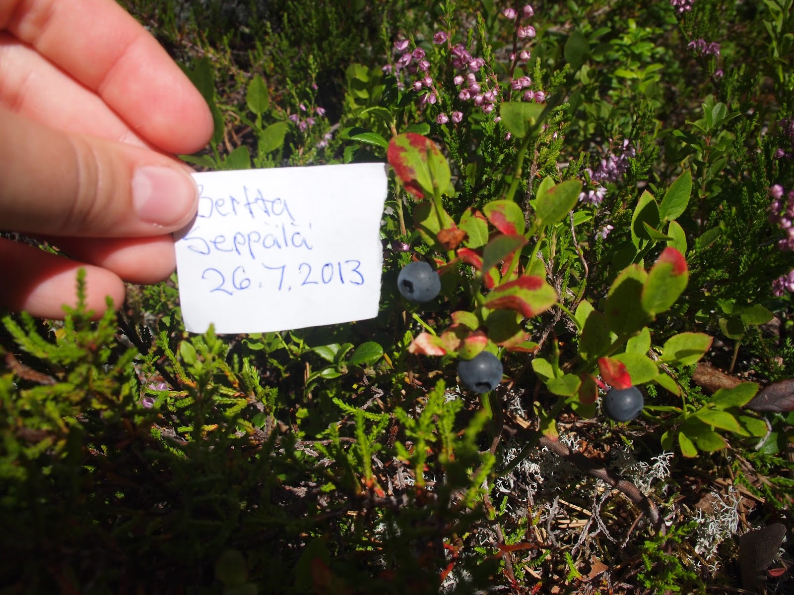 Bertta 9E kasvio: Lillukka,Muurain,Mustikka,Variksenmarja ja Vadelma