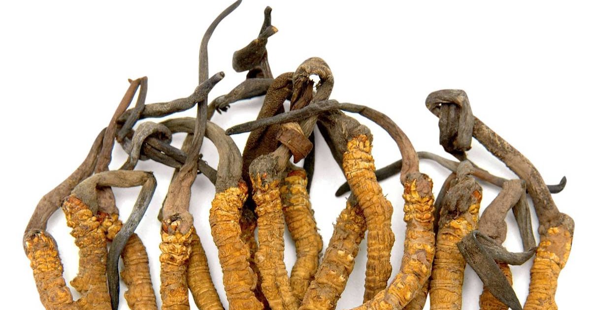 DXN Worldwide MLM Cafe: Enhancing Health Benefits of Cordyceps