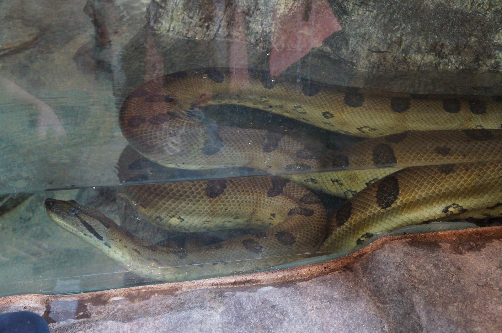 Exploring the San Francisco Zoo