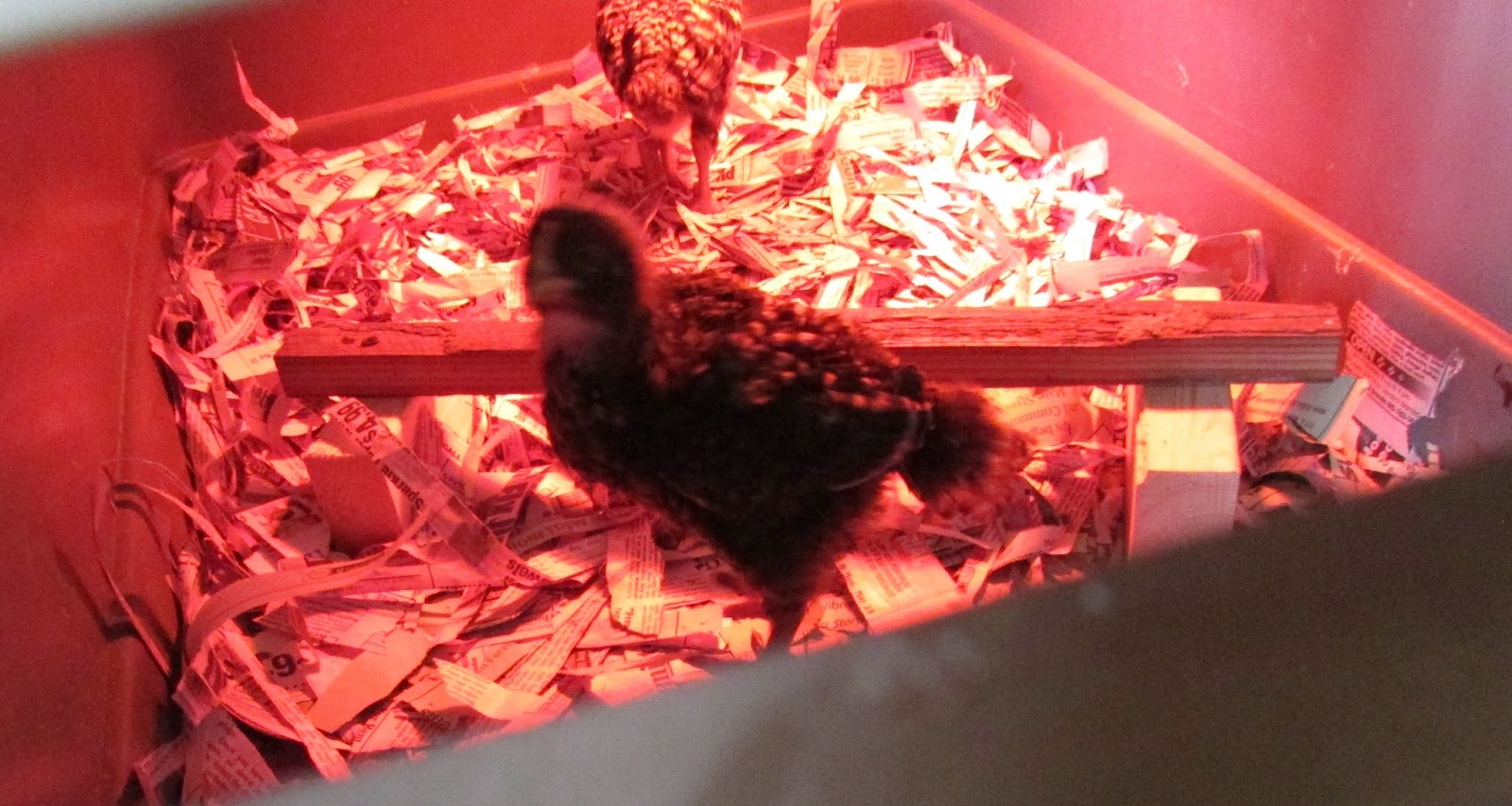 The American Haggard Housewife: Cluck, Cluck: Part 2 of Our Chicken ...