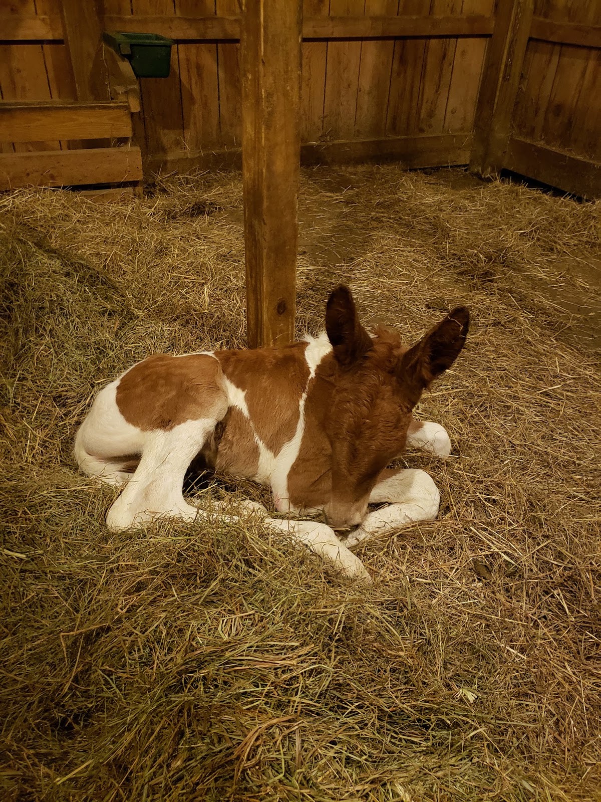 The Dancing Donkey: Mule BABY!!