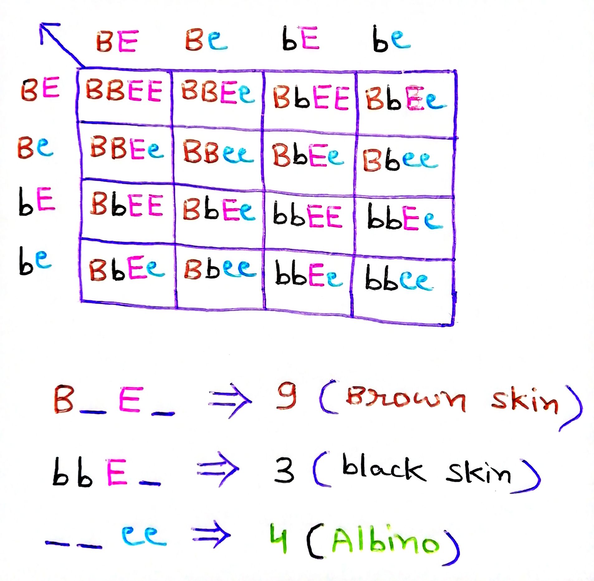 Non-allelic Gene Interactions with examples (Complementary Genes ...