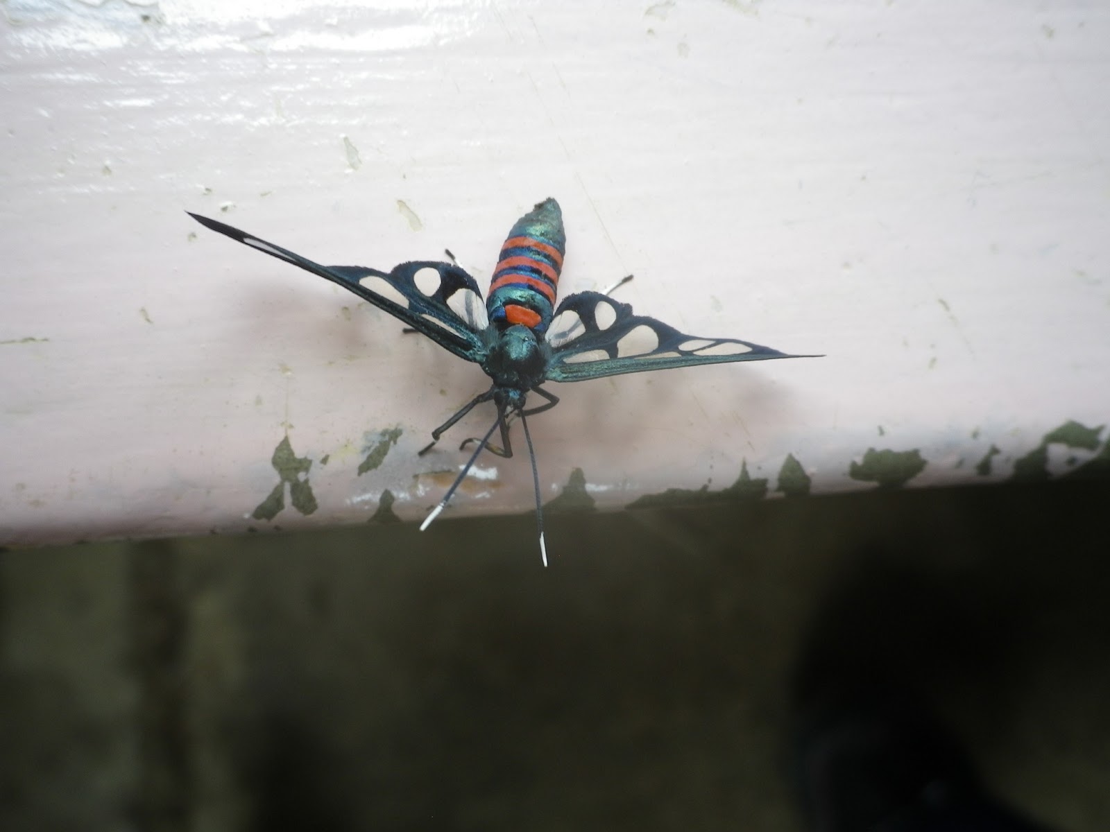 Pushing the Pull: The Coolest Insects Ever