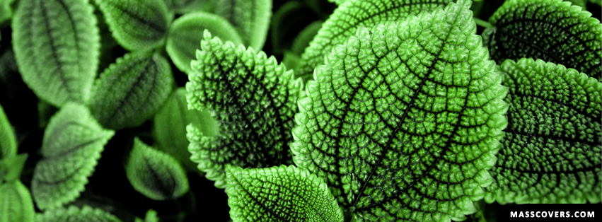Beautiful Green Leaves FB Covers | FB Cover - Unique Covers For FB Timeline