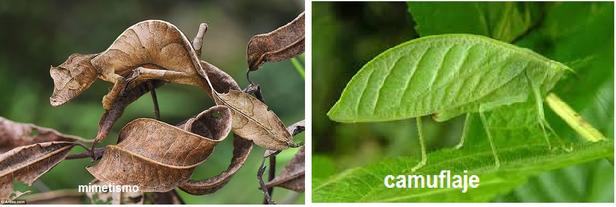 Ecologia: TIPOS DE ADAPTACIONES ECOLOGICAS