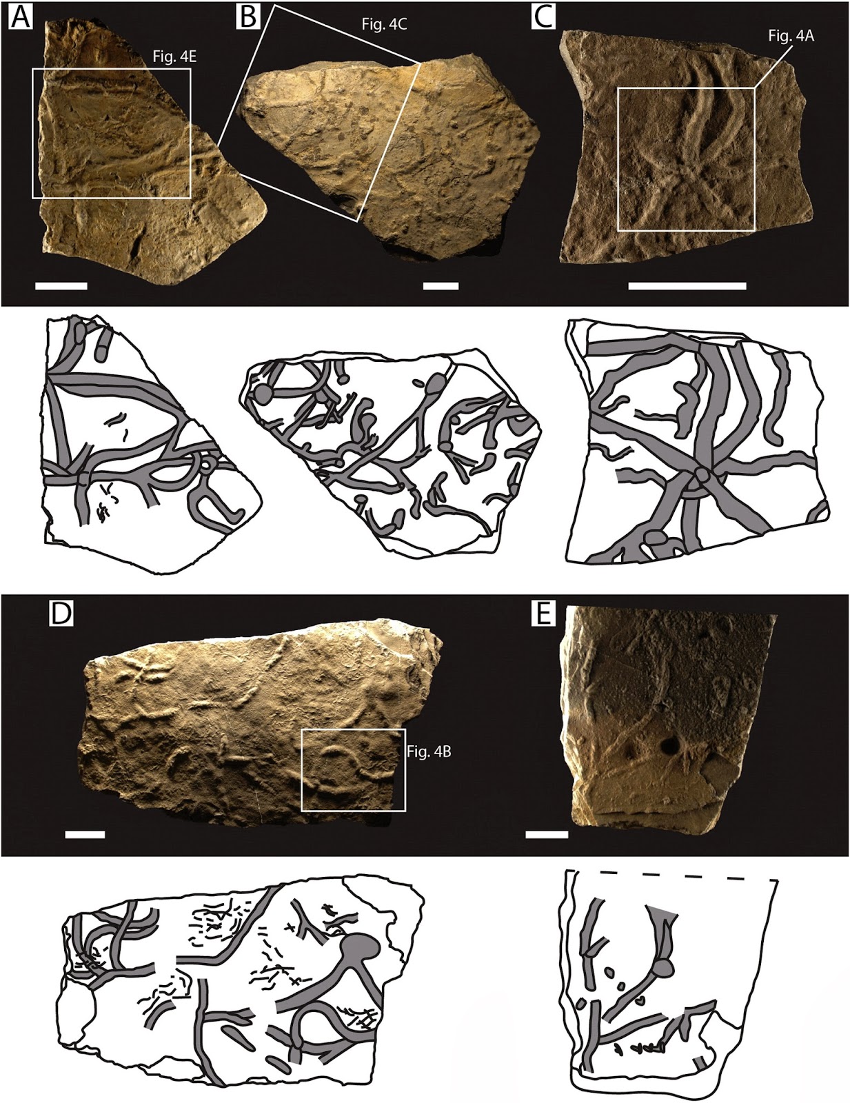 The Dragon's Tales: More Trace Fossil Evidence of Animals in the ...