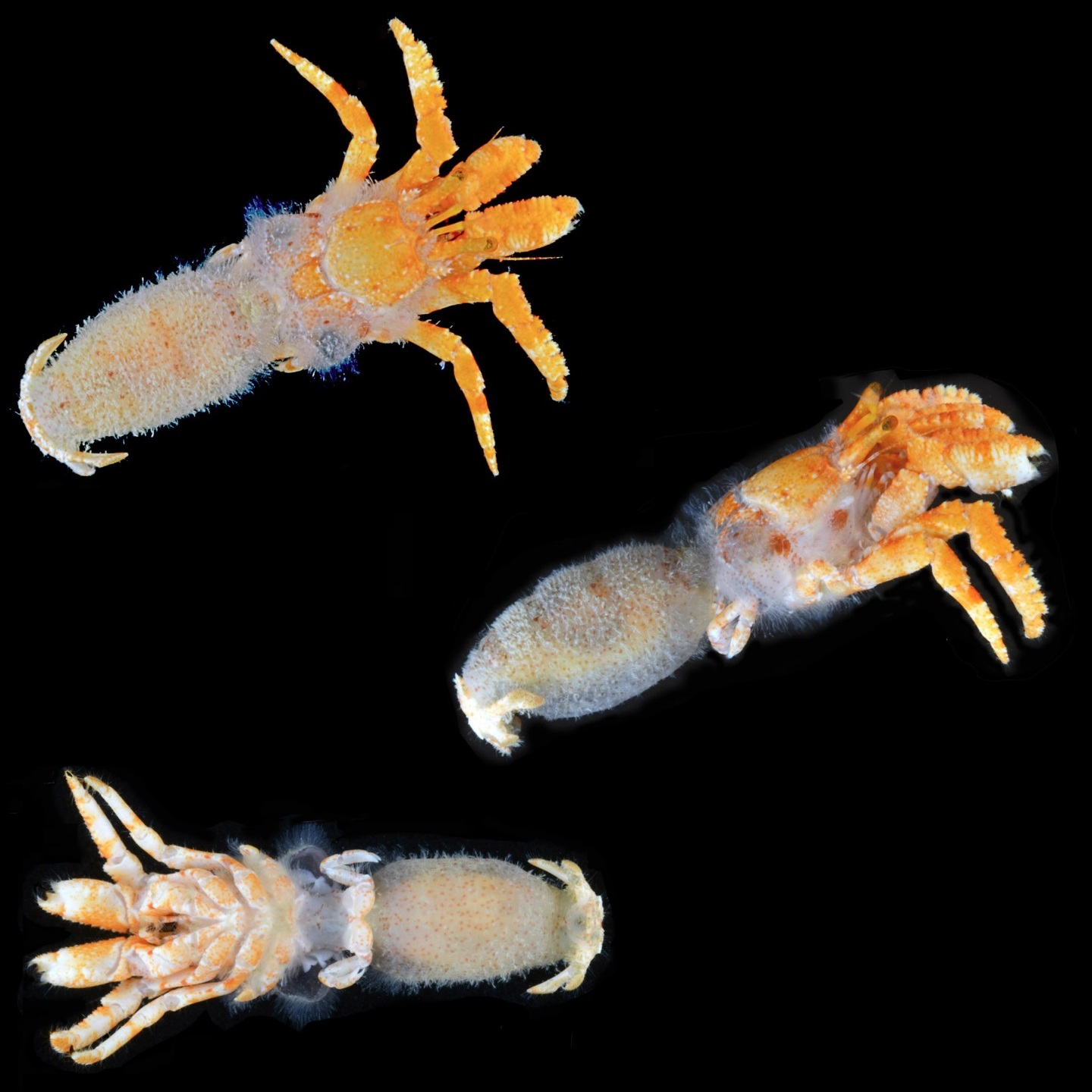 Species New to Science: [Crustacea • 2020] Cancellus heatherae • A New ...