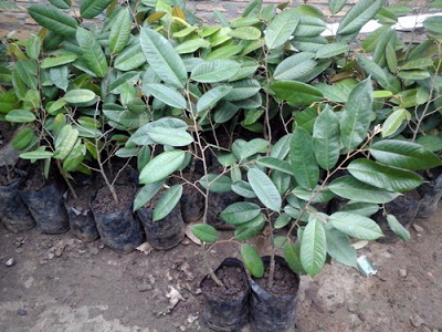 Bibit Sawit, Karet dan Aren: DAFTAR HARGA PRODUK BIBIT TANAMAN ...