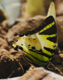 A Wandering Naturalist: Thailand: Butterfly Portraits