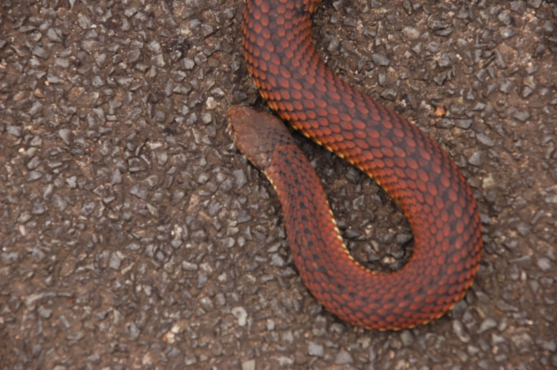 The Nature of Robertson: A stunningly beautiful Copperhead Snake