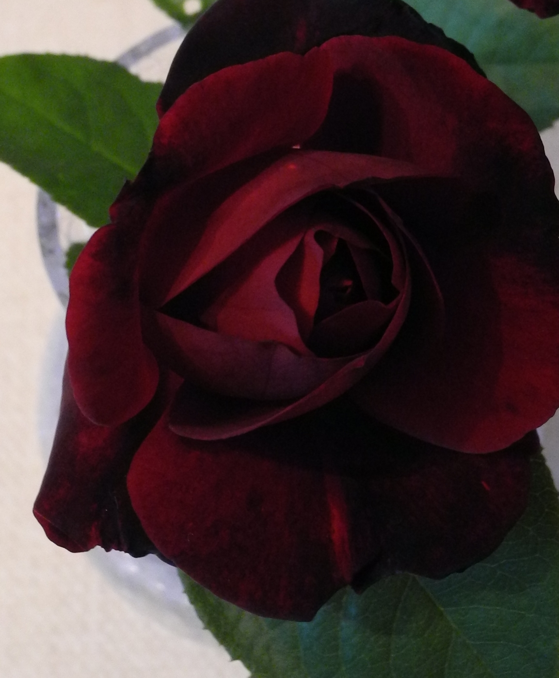 God's Growing Garden: Frank's Flowers - The "Black Cherry" Rose